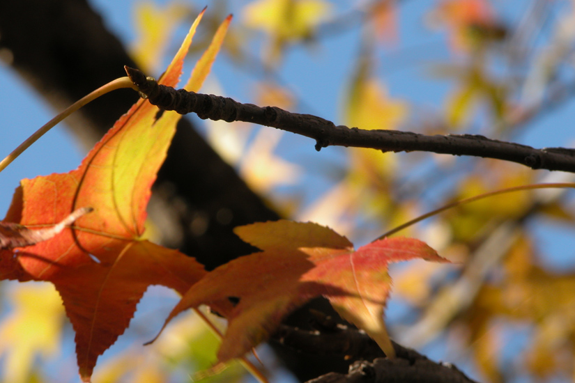 David Finkelstein Photography: Nature